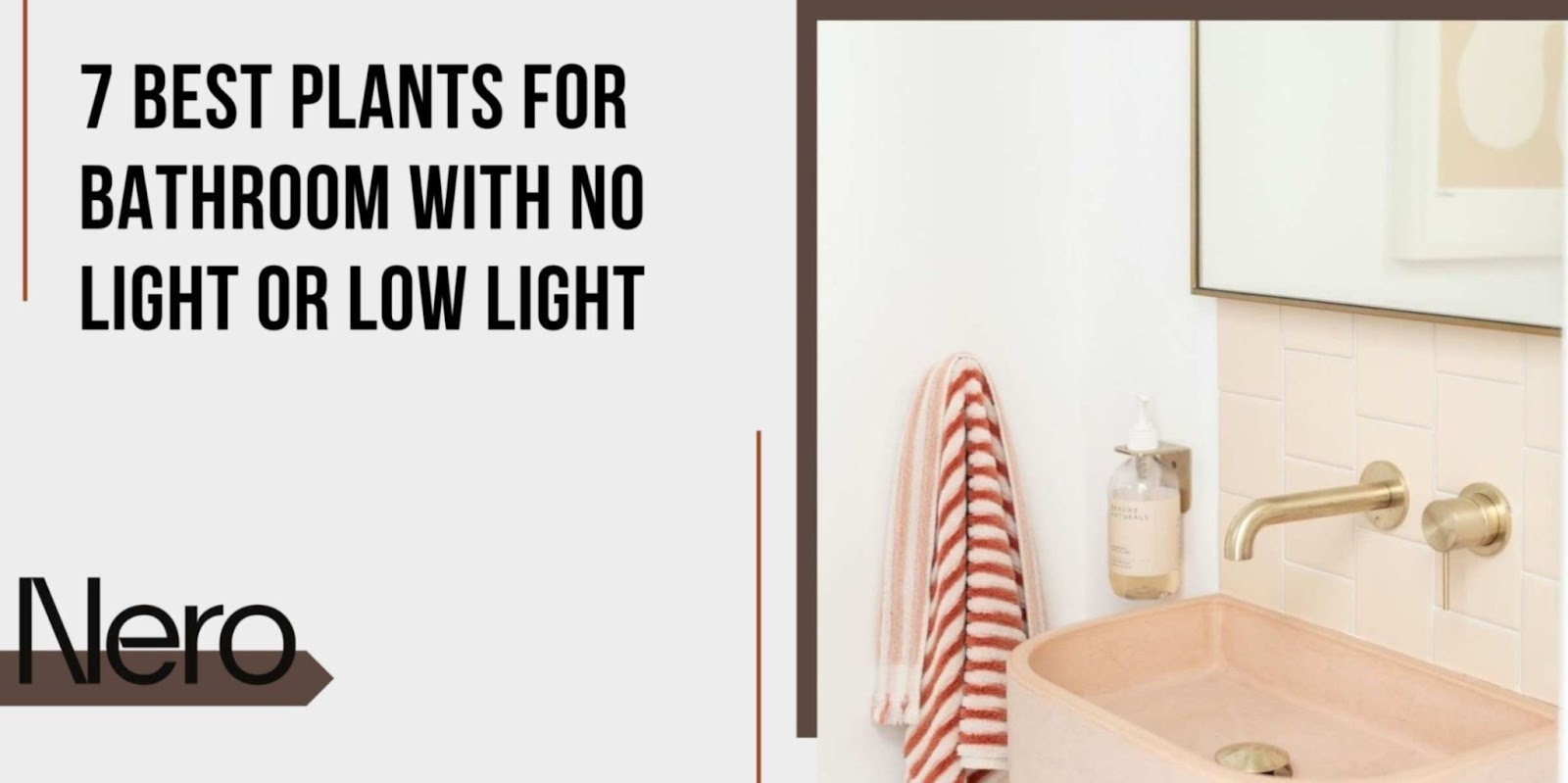 Best Bathroom Plants for Low Light, Humid Environments & Small or Large ...